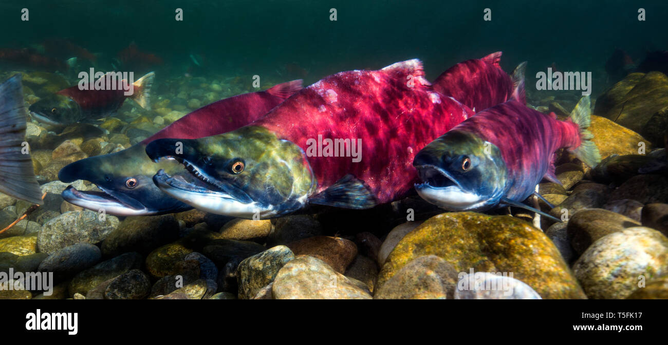 Sockeye salmons oncorhynchus nerka hi-res stock photography and images ...