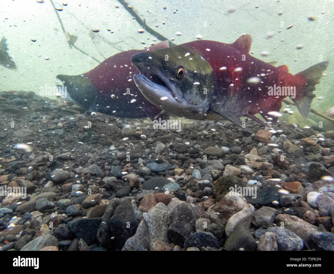 Sockeye salmons oncorhynchus nerka hi-res stock photography and images ...