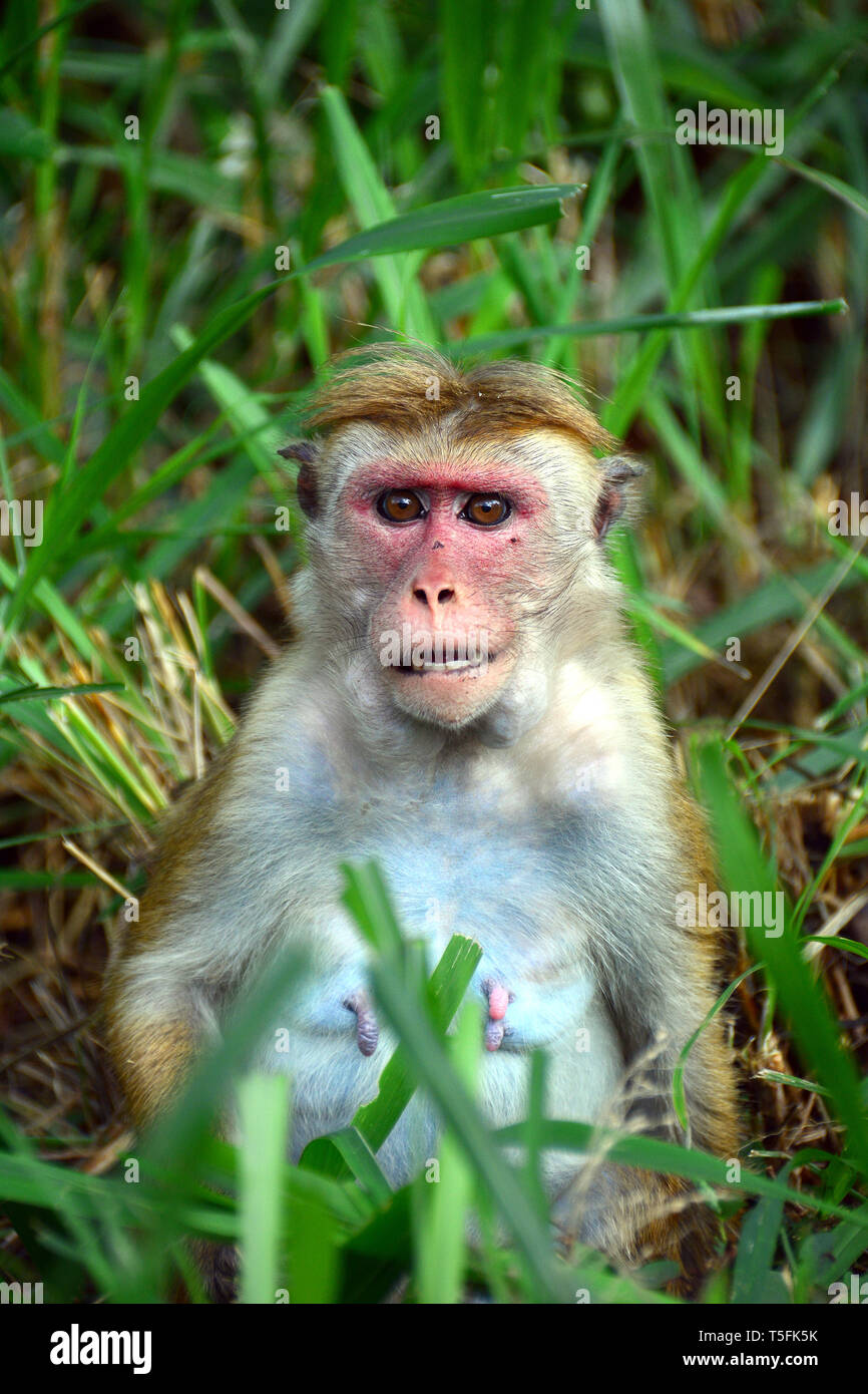 toque macaque, Ceylon-Hutaffe, macaque à toque, Macaca sinica, ceyloni ...