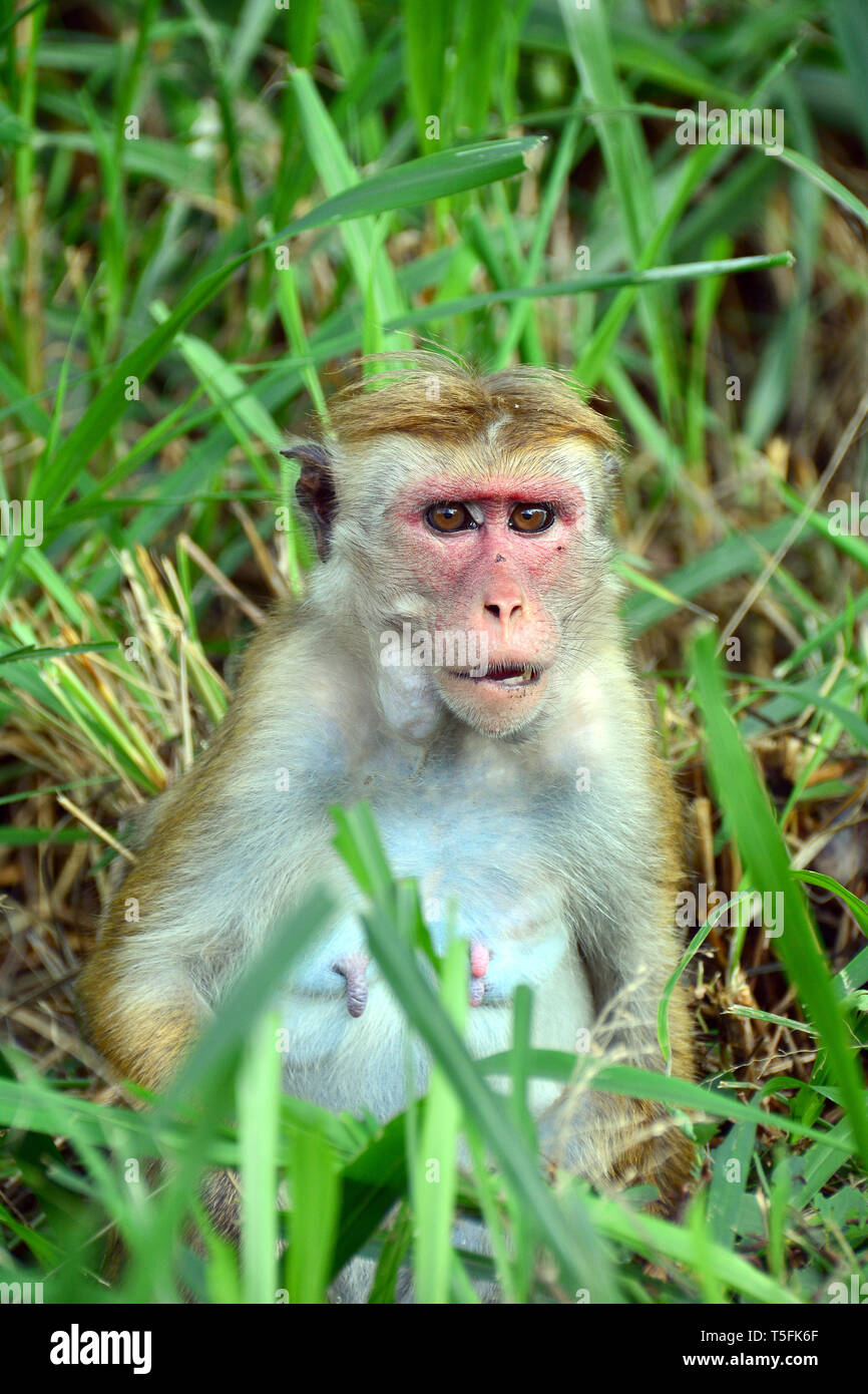 Ceyloni makako hi-res stock photography and images - Alamy