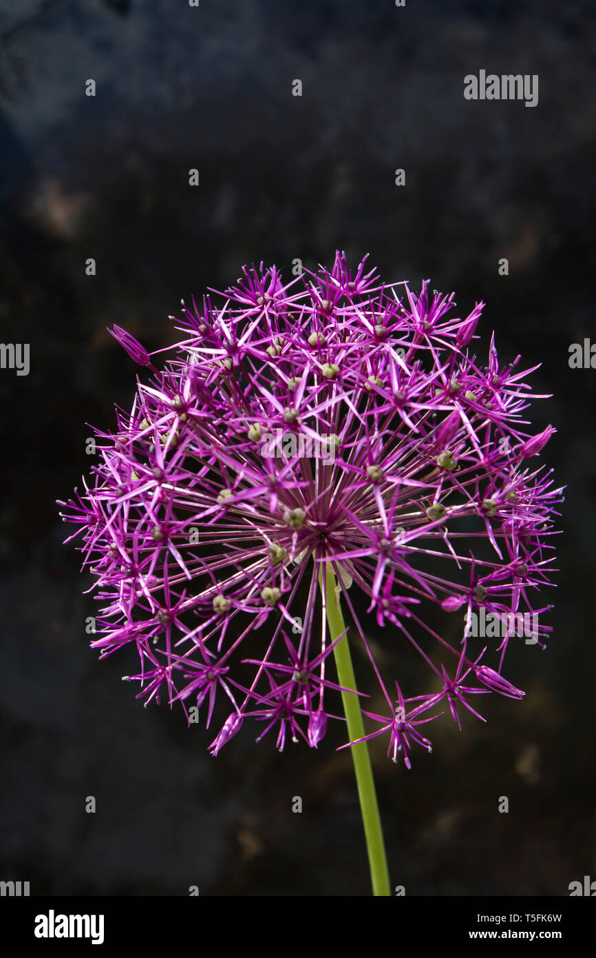 Giant onion hi-res stock photography and images - Alamy