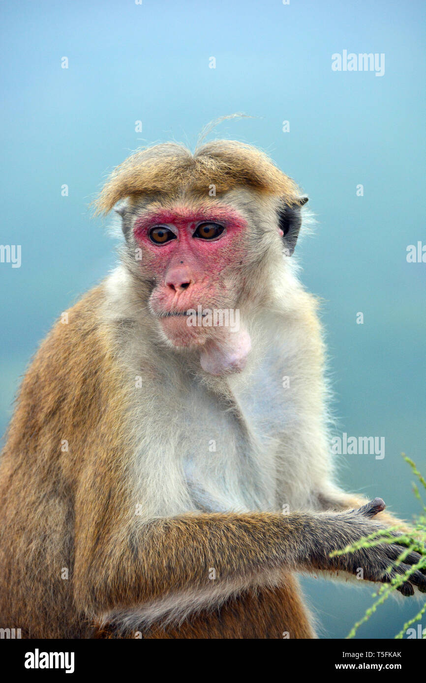 toque macaque, Ceylon-Hutaffe, macaque à toque, Macaca sinica, ceyloni ...