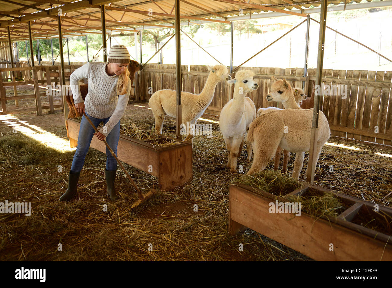 Working stable hi-res stock photography and images - Alamy