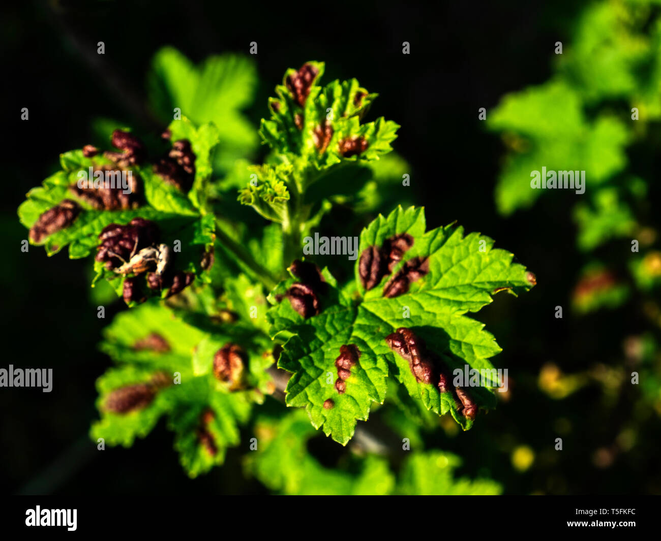 Red Currant Leaves Affected by Gallic Aphids Stock Photo - Alamy