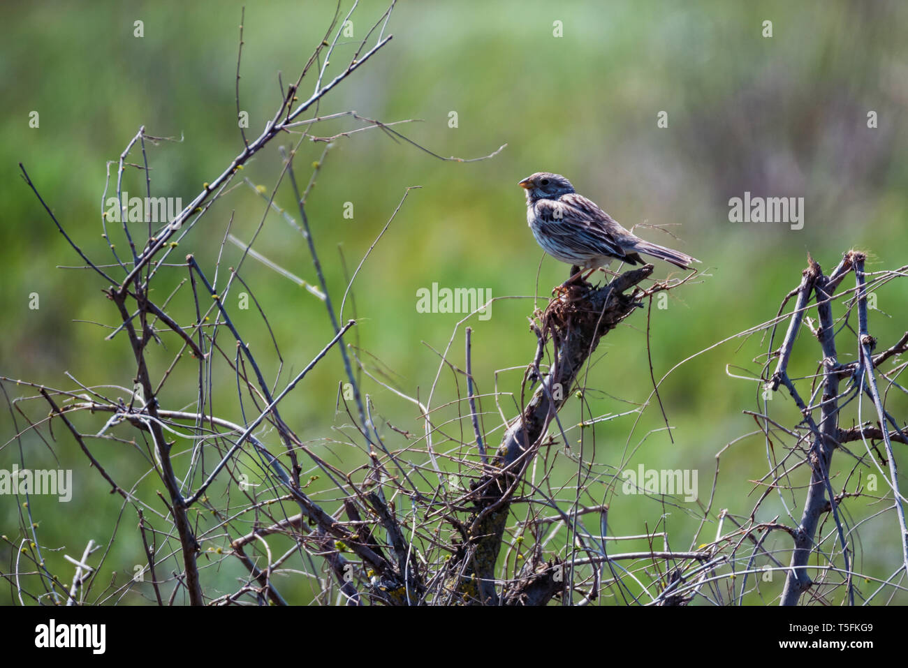 Corn bunting or Miliaria calandra on branch Stock Photo - Alamy