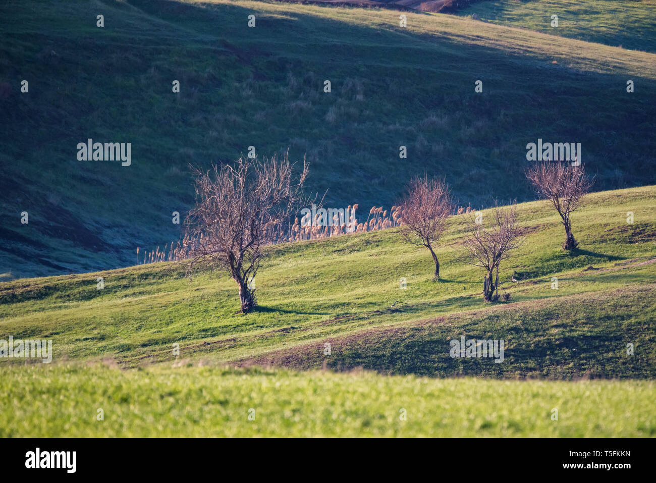 Beautiful spring steppe with bare trees landscape Stock Photo - Alamy