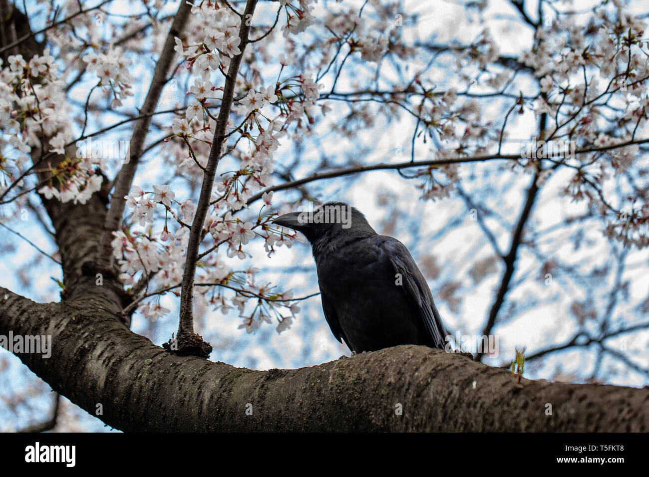 Black Crow raven sitting on the branch of a cherry blossom tree with ...