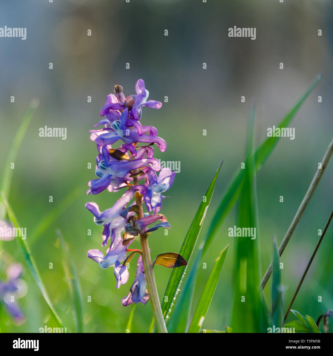 Purple Hollow Root, Corydalis Cava, an early springtime flower among ...