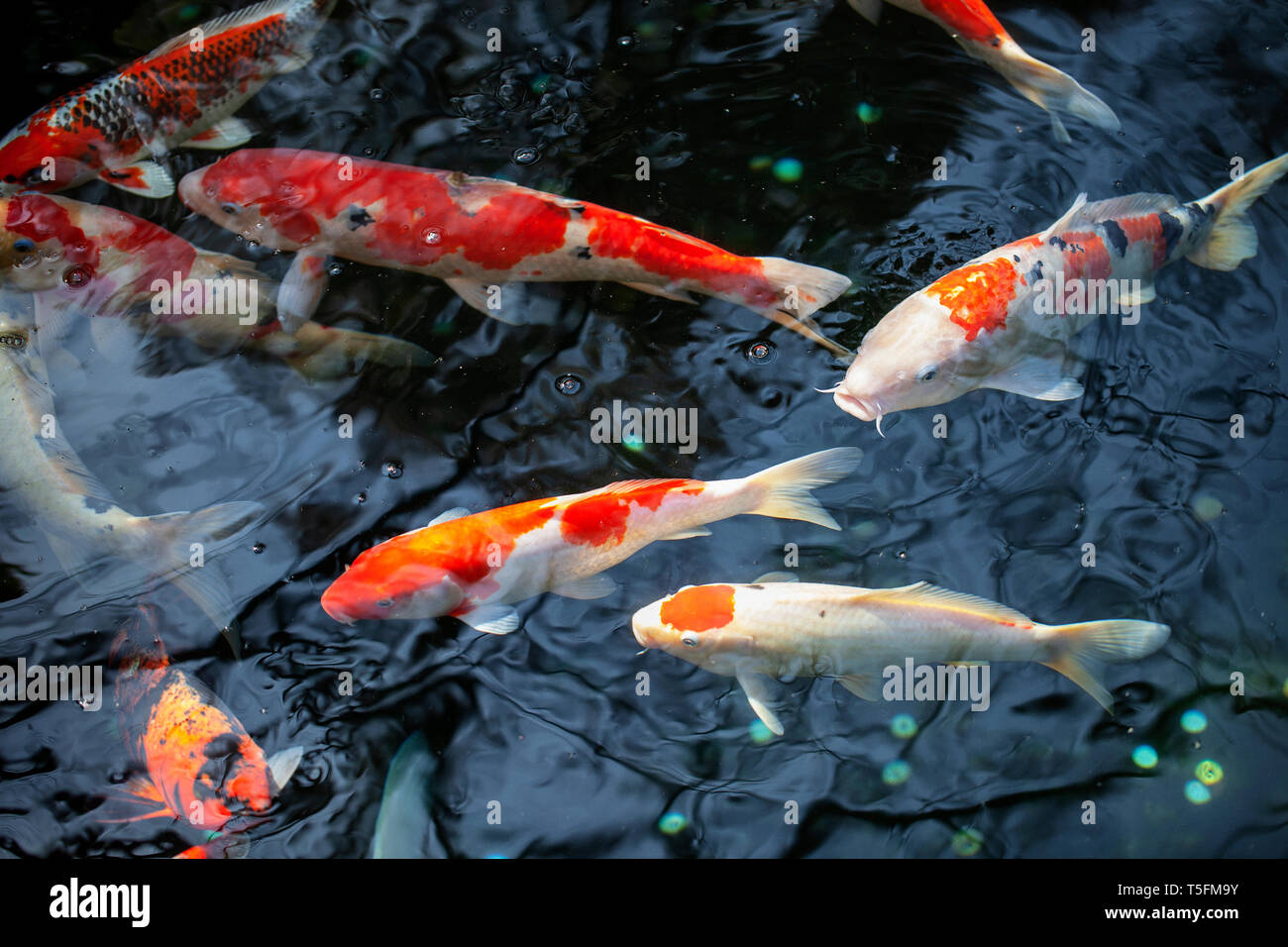 Japanese Gold Fish Pond