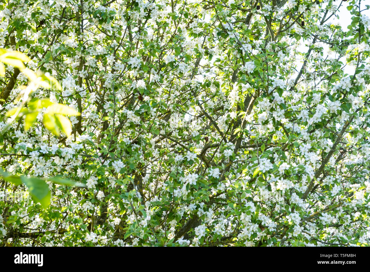 apple orchard in bloom in spring under the sun and blue sky Stock Photo ...