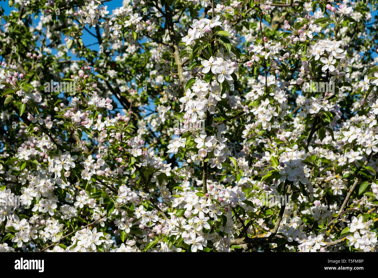 Apple orchard in bloom hi-res stock photography and images - Alamy
