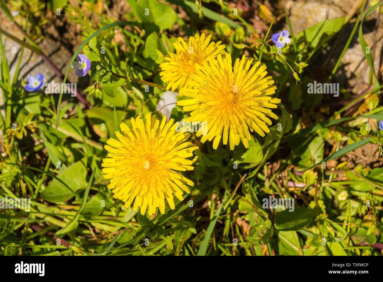 The flowers of a Dandelion plant growing wild in Italy Stock Photo - Alamy