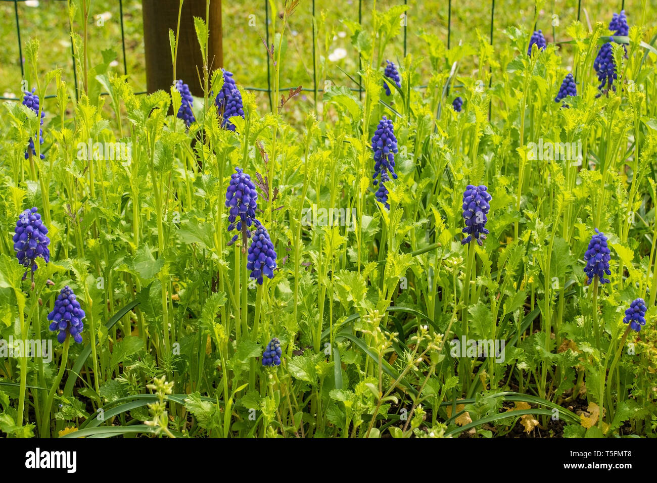 Grape hyacinth bulbs hi-res stock photography and images - Alamy