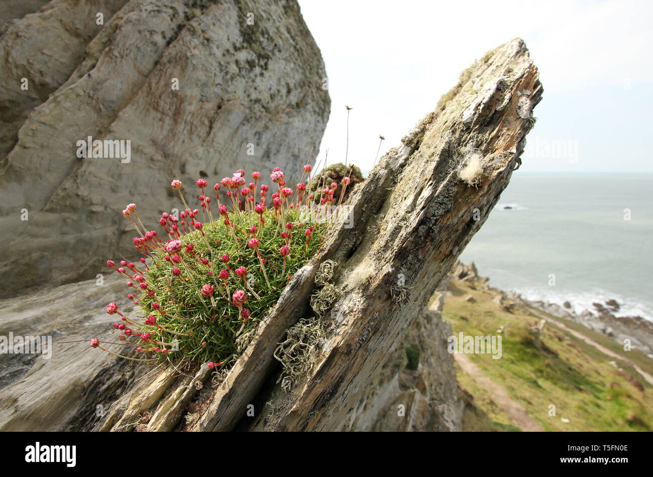 Morte point hi-res stock photography and images - Alamy