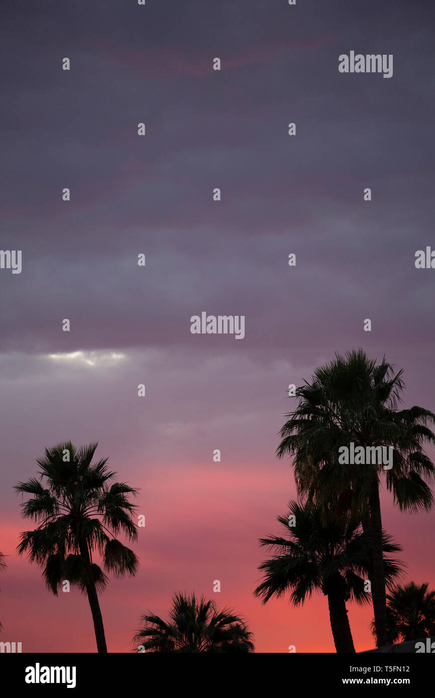 Palm trees with a multi-colored sunset Stock Photo - Alamy