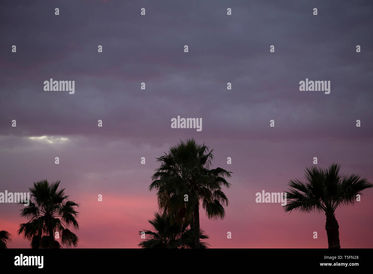 Palm trees with a multi-colored sunset Stock Photo - Alamy