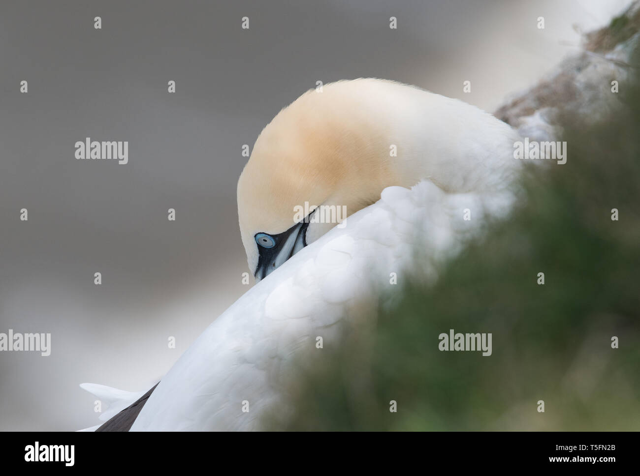 White cliffs of yorkshire hi-res stock photography and images - Alamy