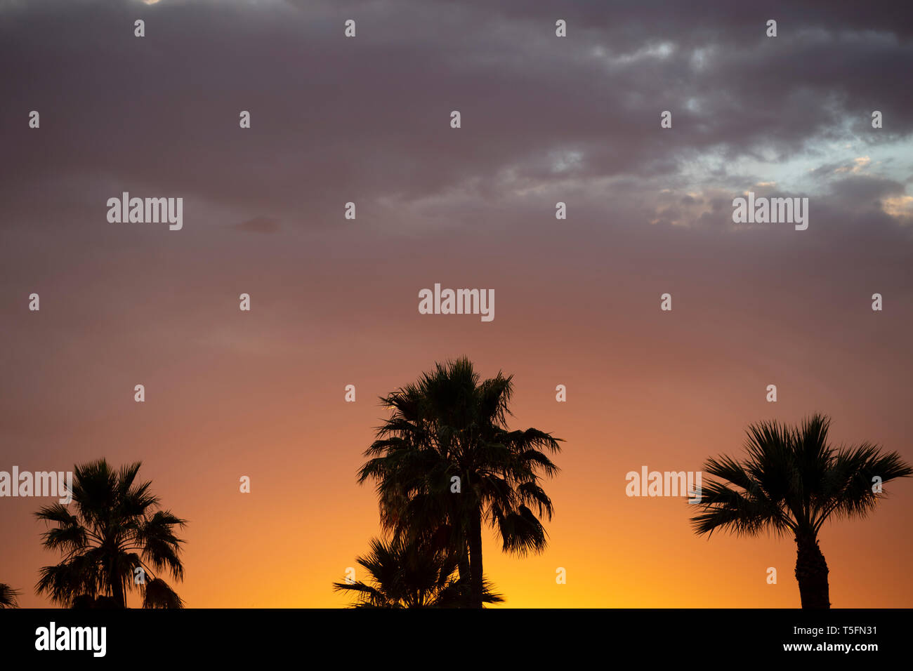 Palm trees with a multi-colored sunset Stock Photo - Alamy