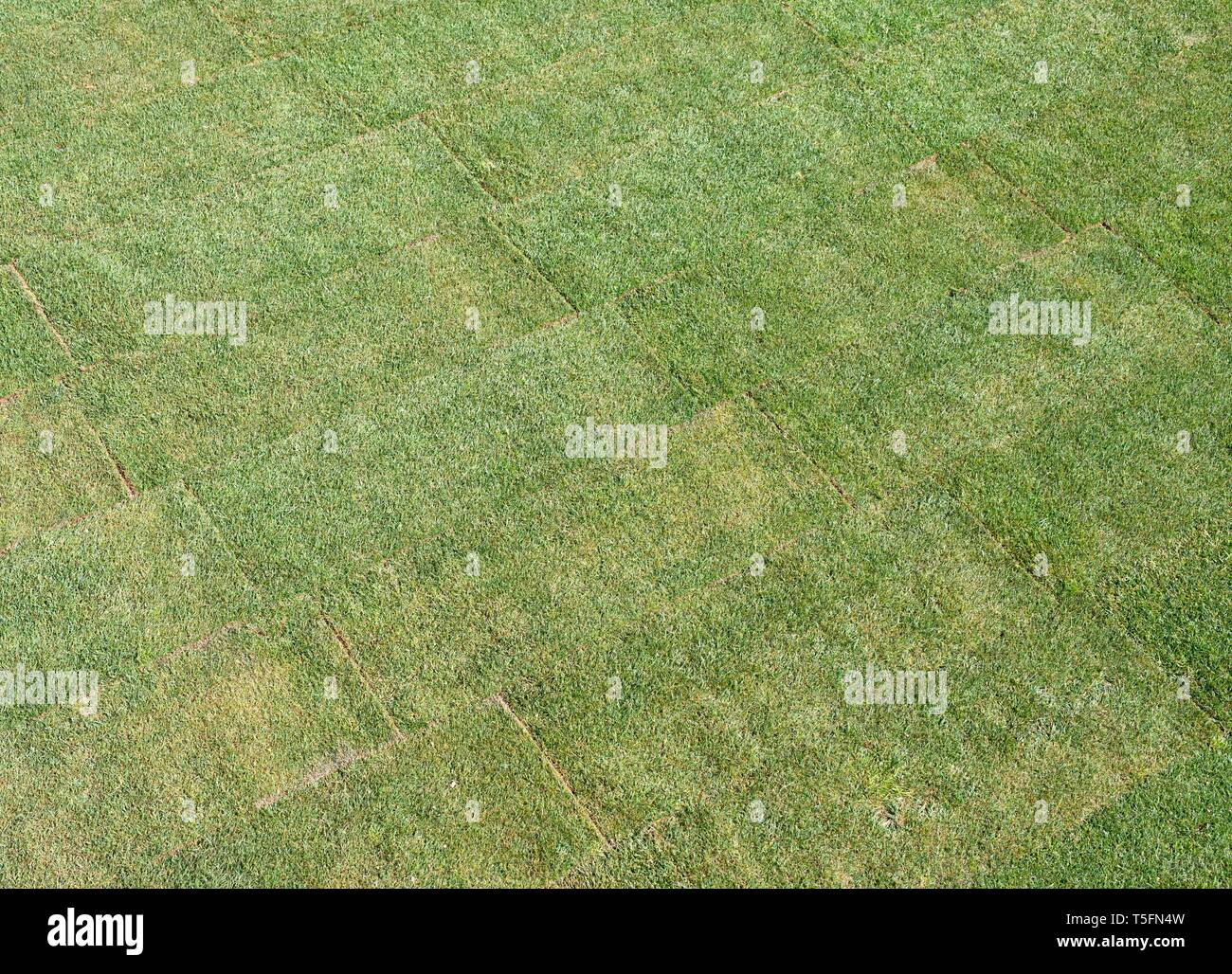 Newly laid lawn showing rolled out turf sections Stock Photo - Alamy