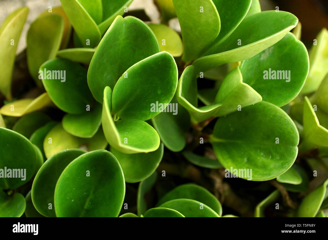 thick green leaves for background Stock Photo - Alamy