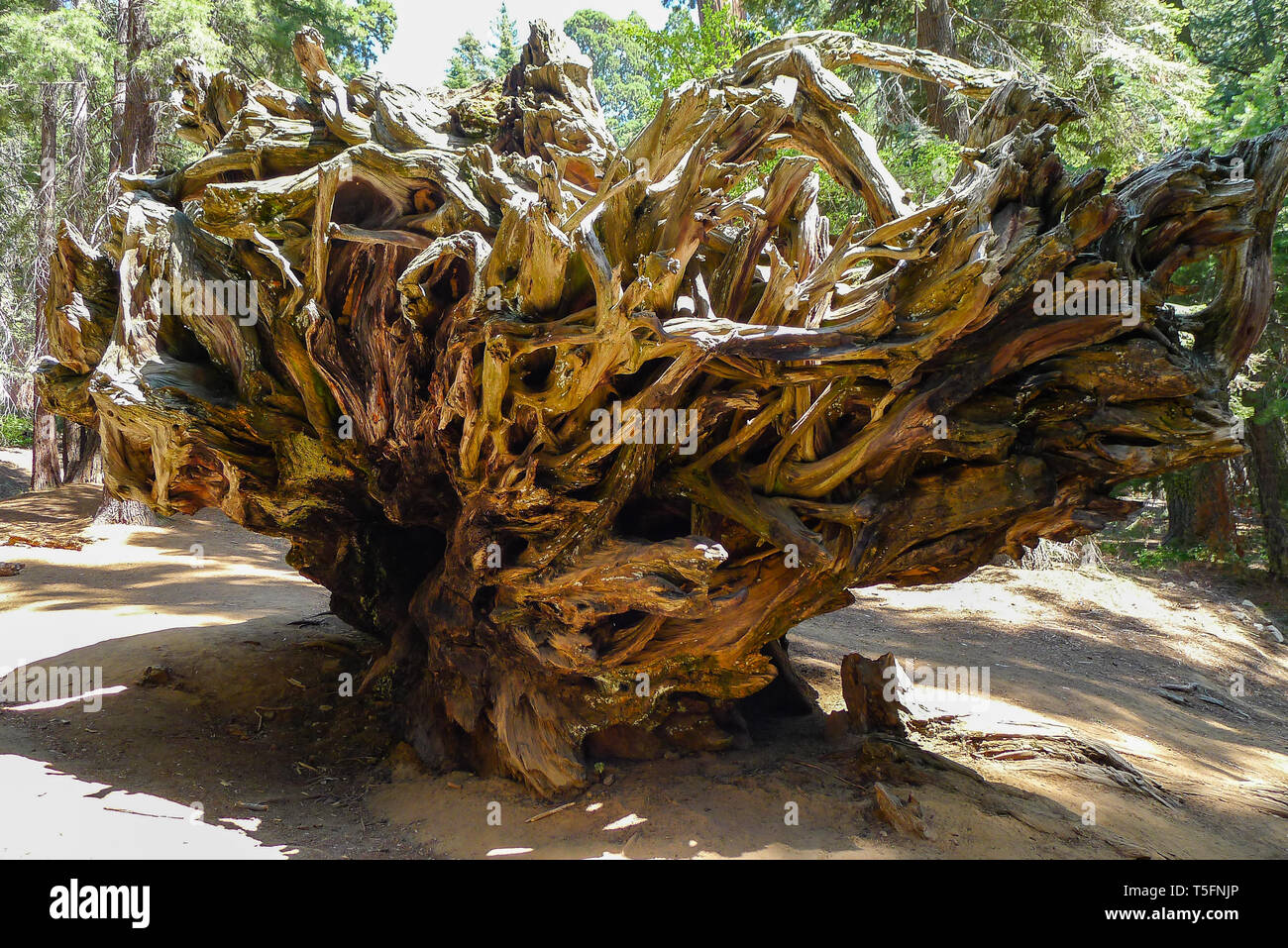 Huge roots giant sequoia hi-res stock photography and images - Alamy