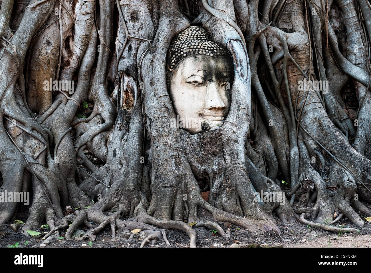 Ayutthaya, Thailand - October 31, 2017: Buddha face in Banyan tree and ...