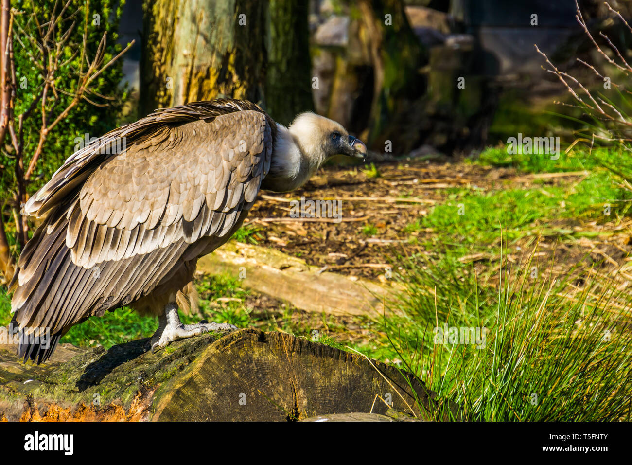 Eurasia griffon hi-res stock photography and images - Alamy