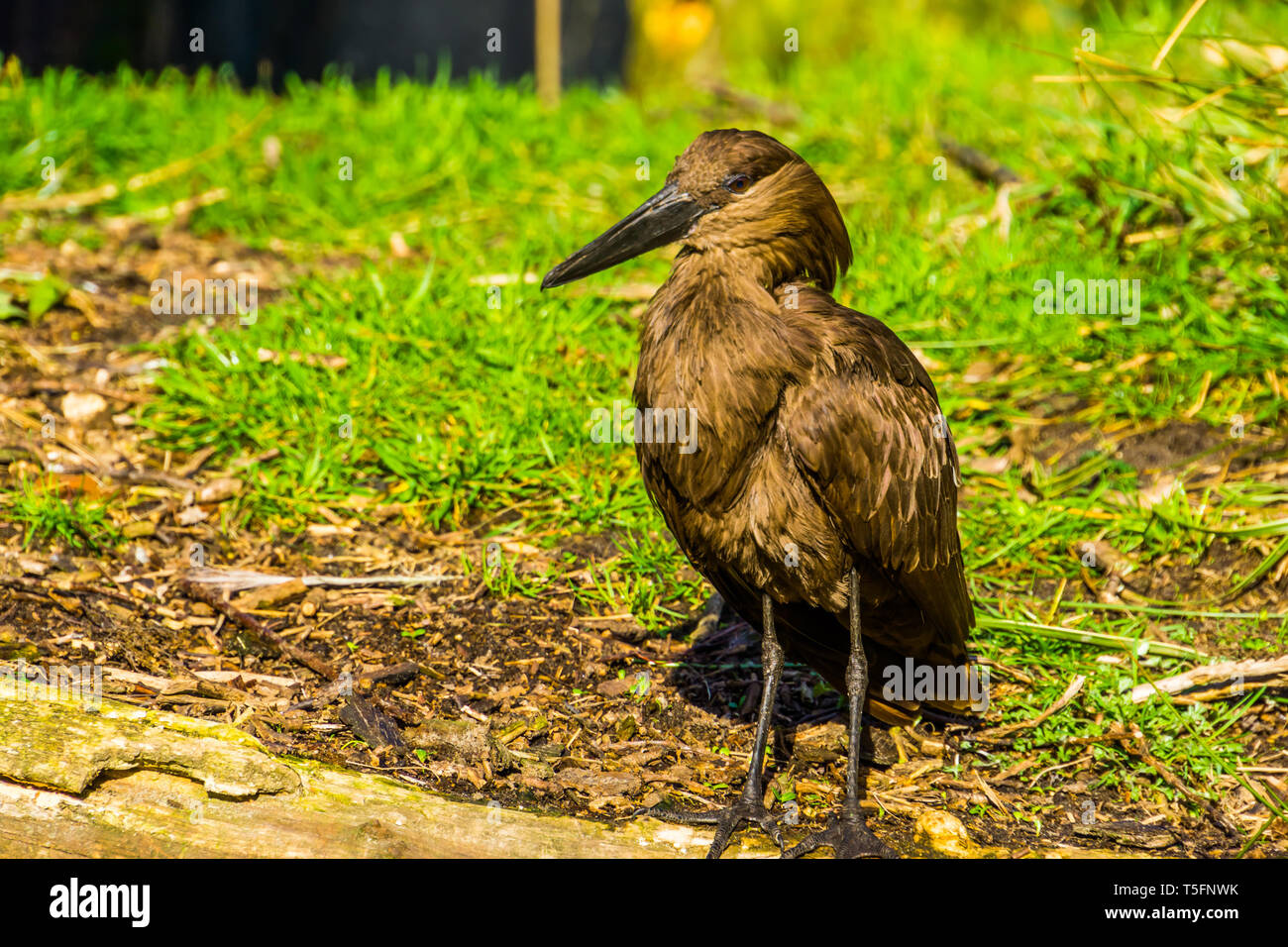 Sedentary bird hi-res stock photography and images - Alamy