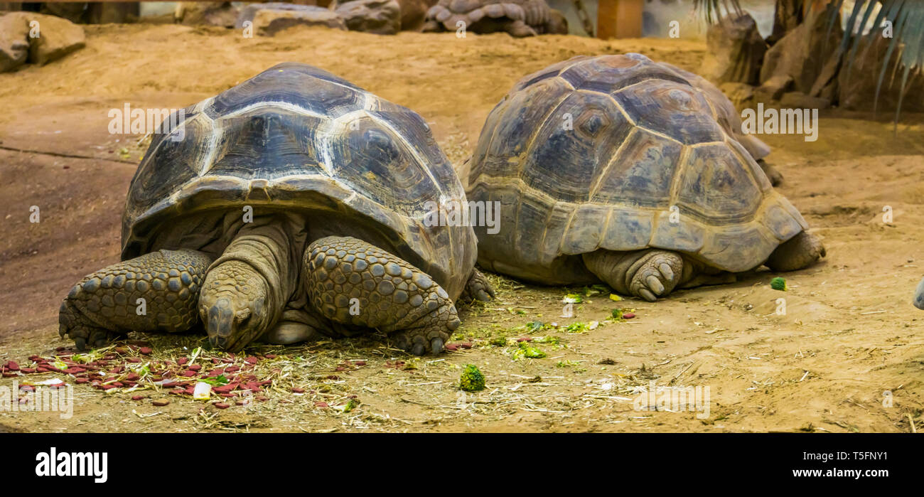 Aldabra giant tortoise eating food, animal and pet feeding, large ...