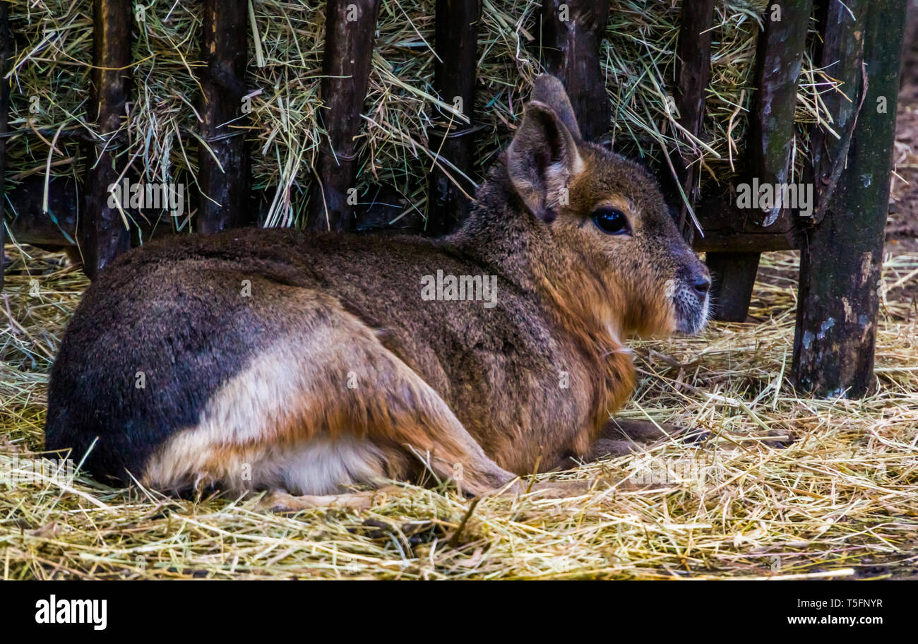 Patagonian mara pet hi-res stock photography and images - Alamy
