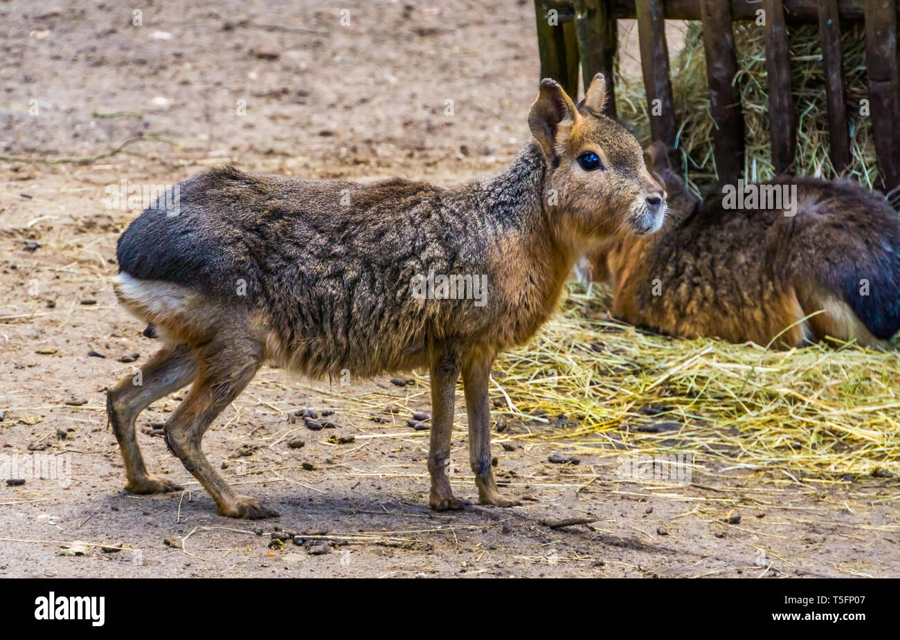 Rabbit patagonia hi-res stock photography and images - Alamy