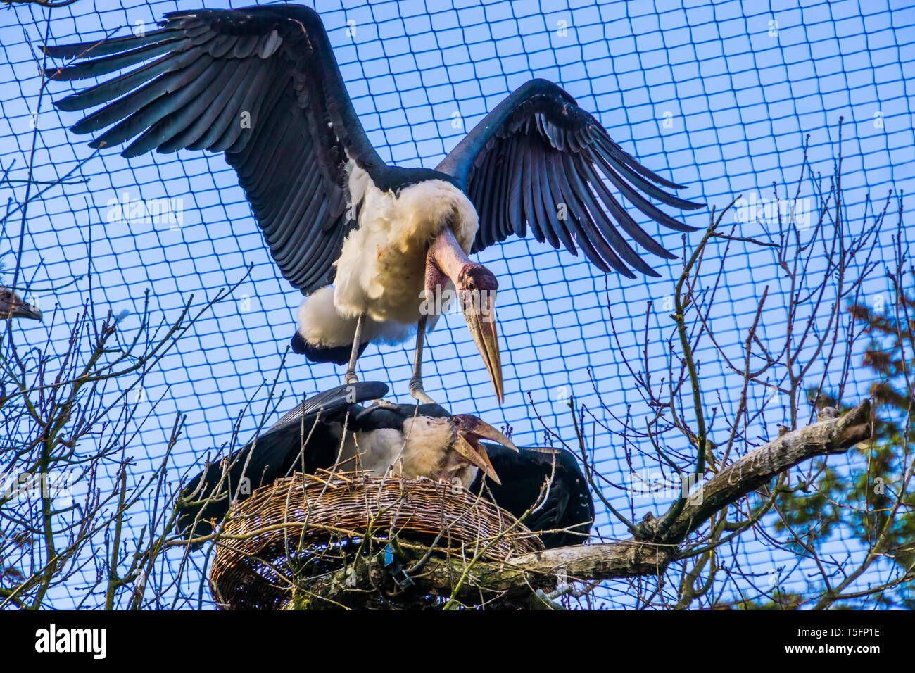 marabou stork couple protecting their nest, aggressive bird behavior ...
