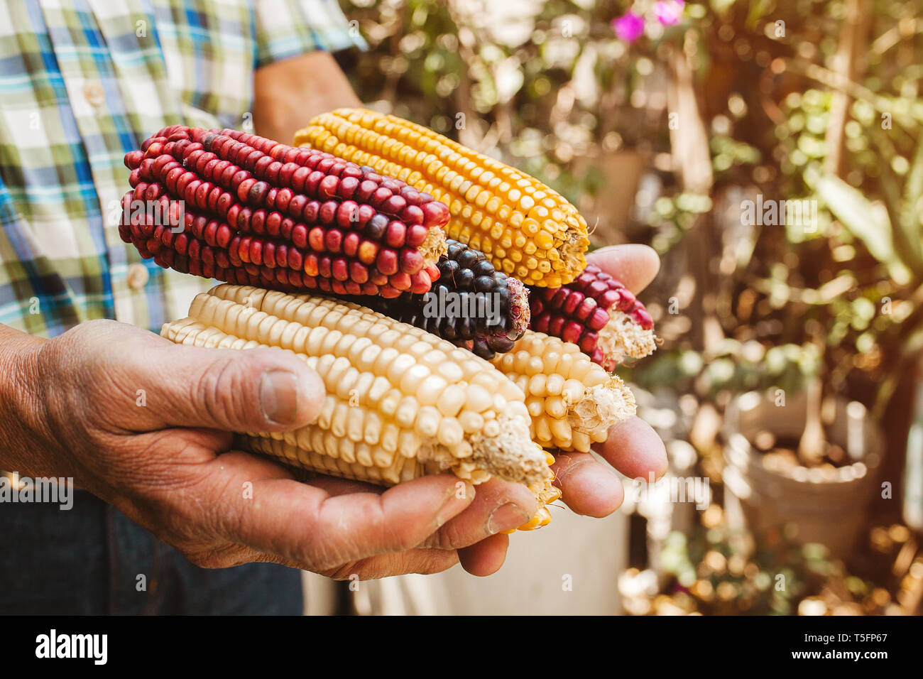 Different colors of corn hi-res stock photography and images - Alamy