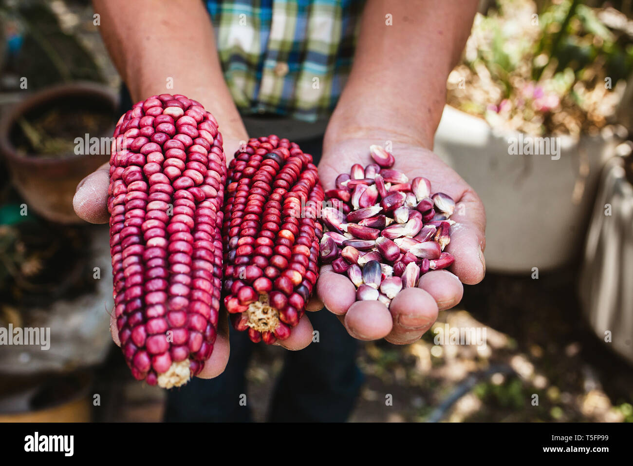 dried red corn cob, maize of red color in mexican hands in mexico Stock ...