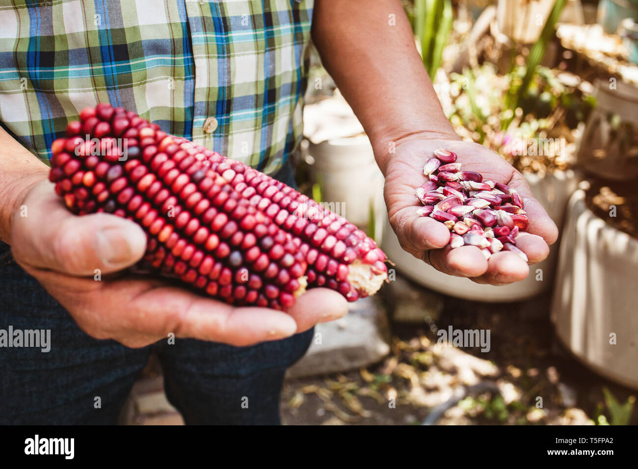 dried red corn cob, maize of red color in mexican hands in mexico Stock ...