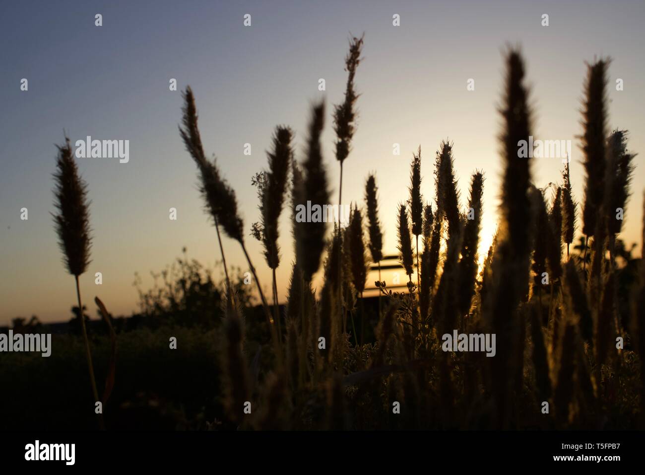 Kuwait growing plants hi-res stock photography and images - Alamy