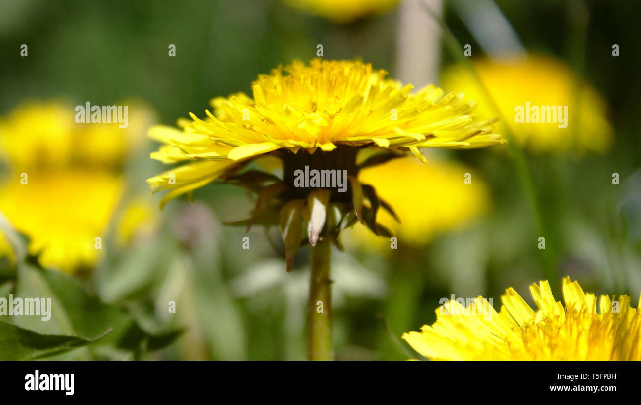 Dandelion in the summer Stock Photo - Alamy