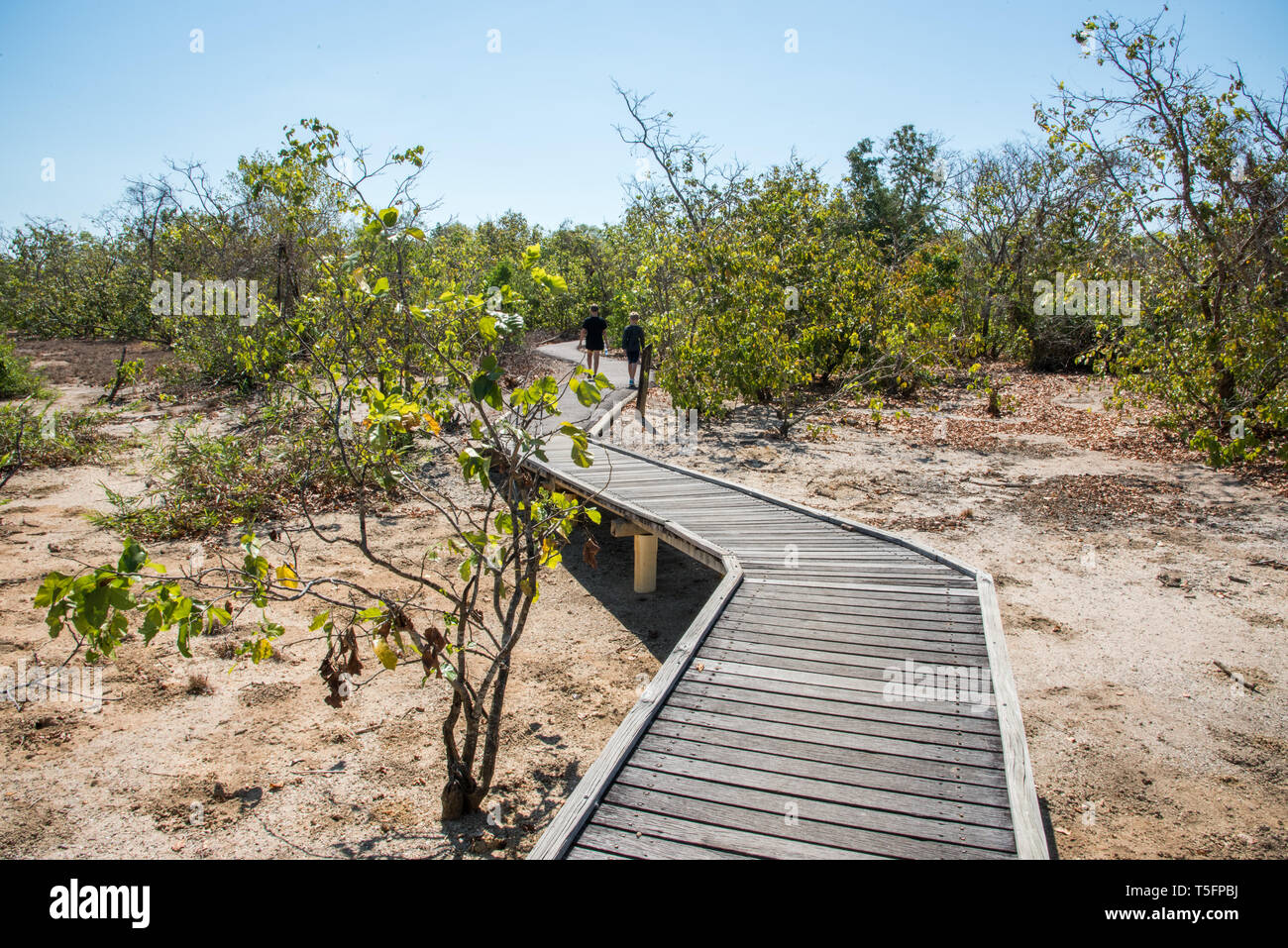 Elevated mangrove forest walkway hi-res stock photography and images ...