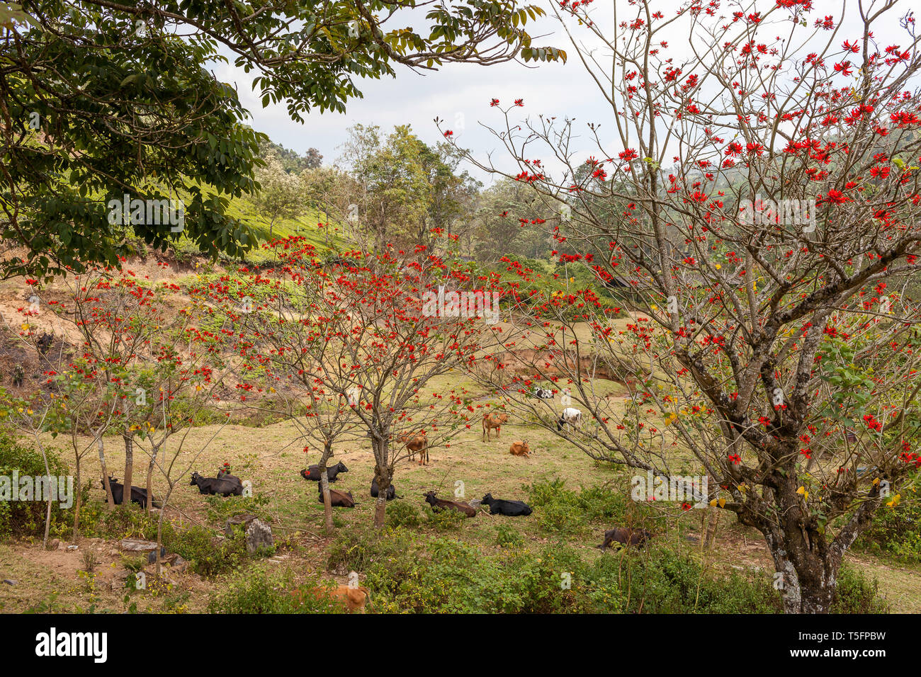 Live amongst the trees hi-res stock photography and images - Alamy