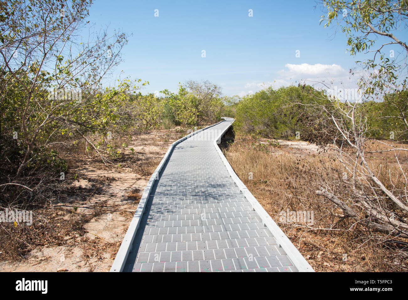Mangrove boardwalk with lush greenery under a blue sky at East Point ...