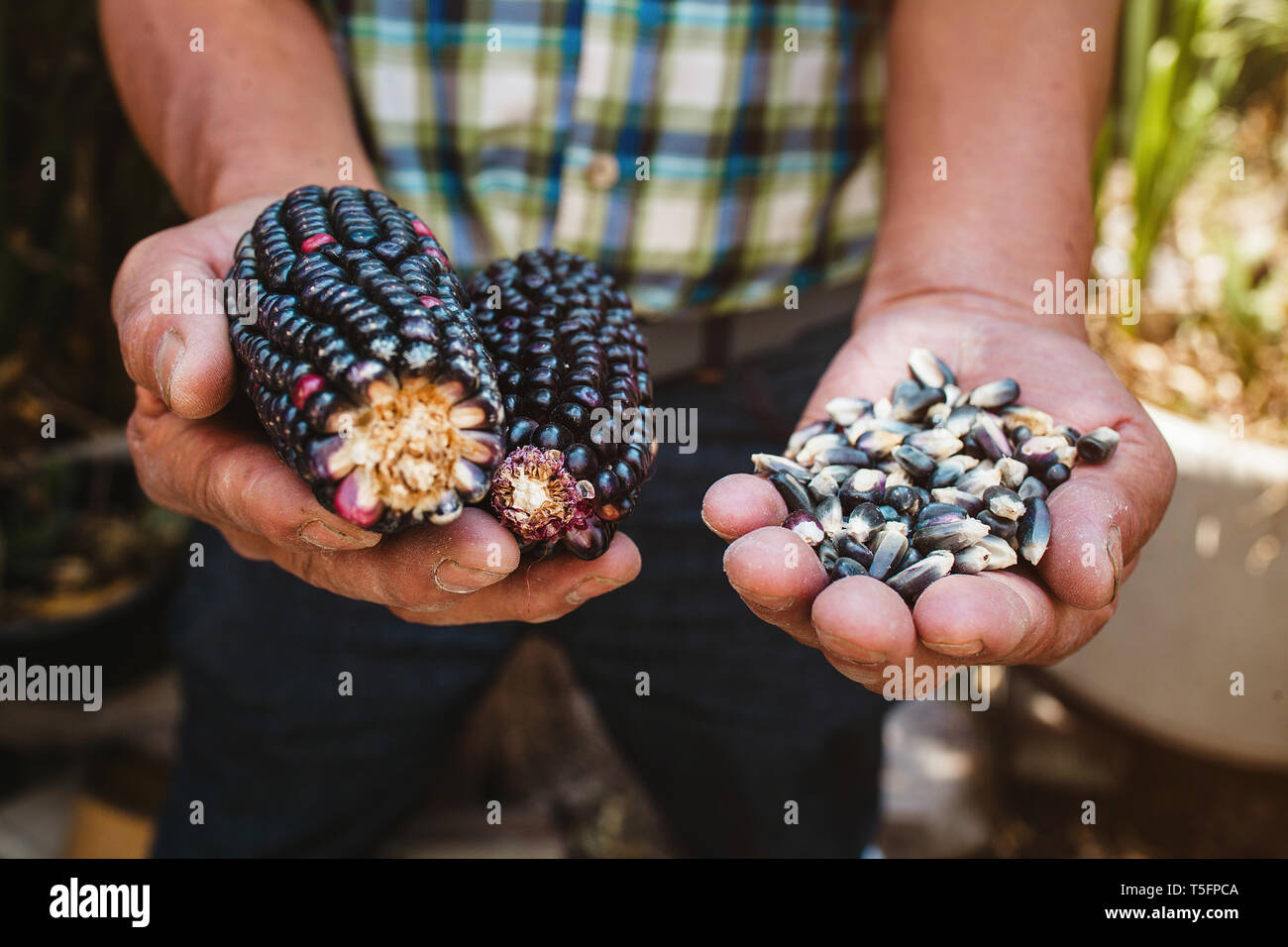 dried blue corn cob, maize of blue color in mexican hands in mexico ...