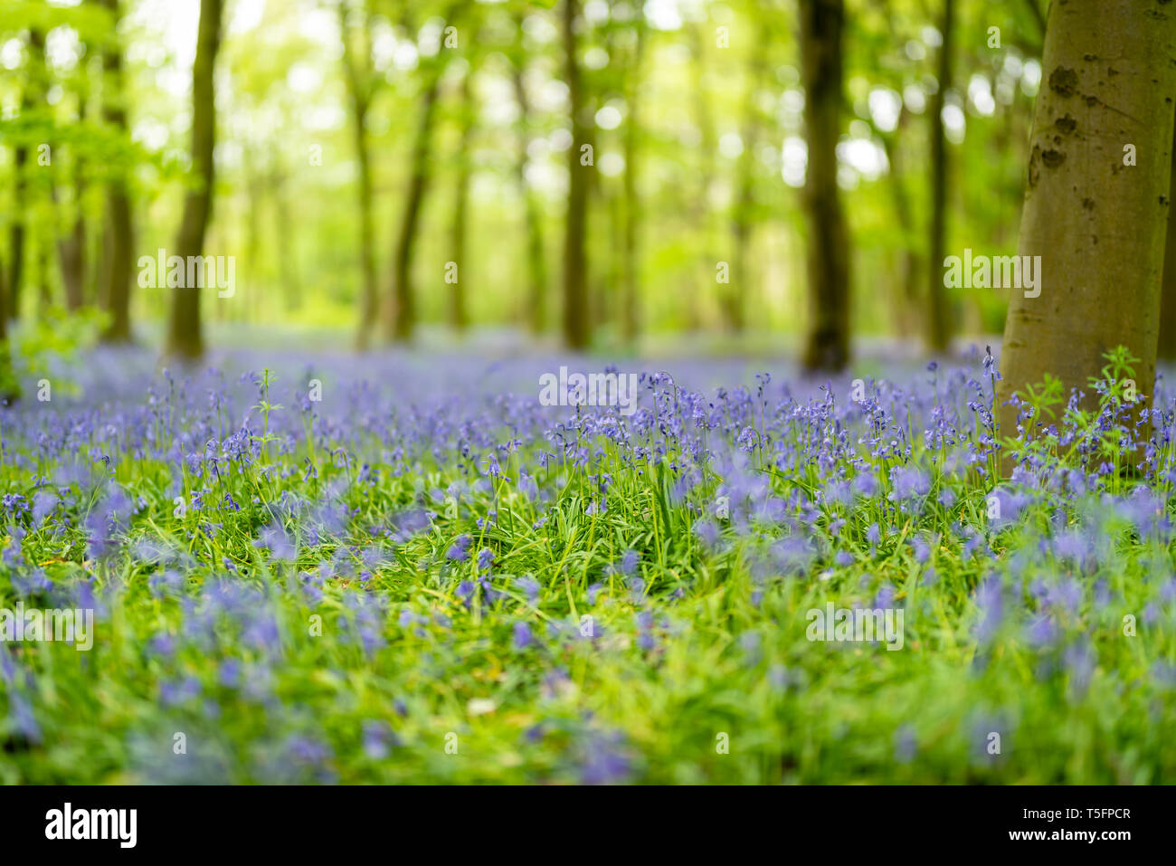 Spring Wood High Resolution Stock Photography and Images - Alamy