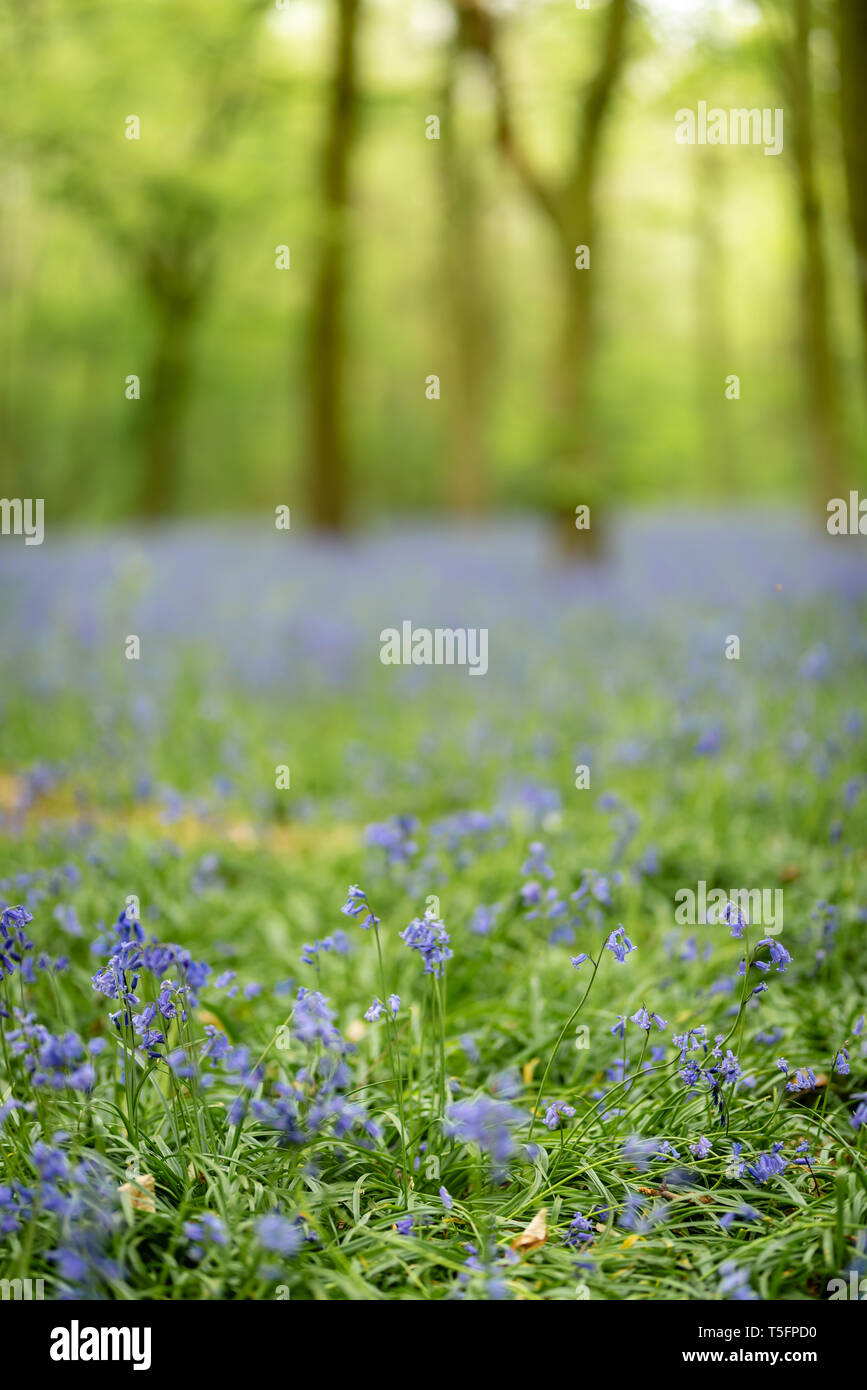 Bluebells in spring time, Chalet Wood, London, UK Stock Photo - Alamy