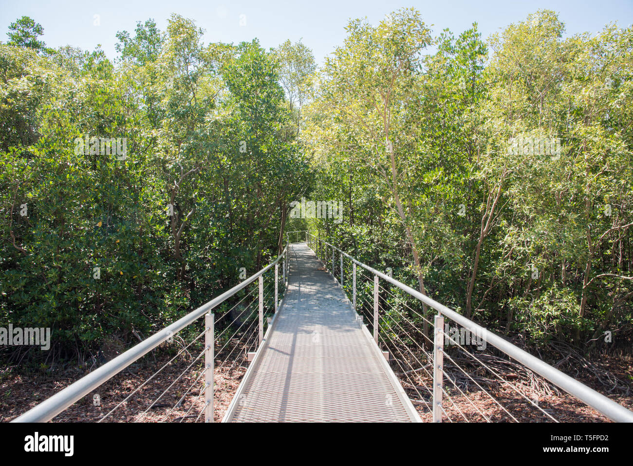 Mangrove Boardwalk High Resolution Stock Photography and Images - Alamy