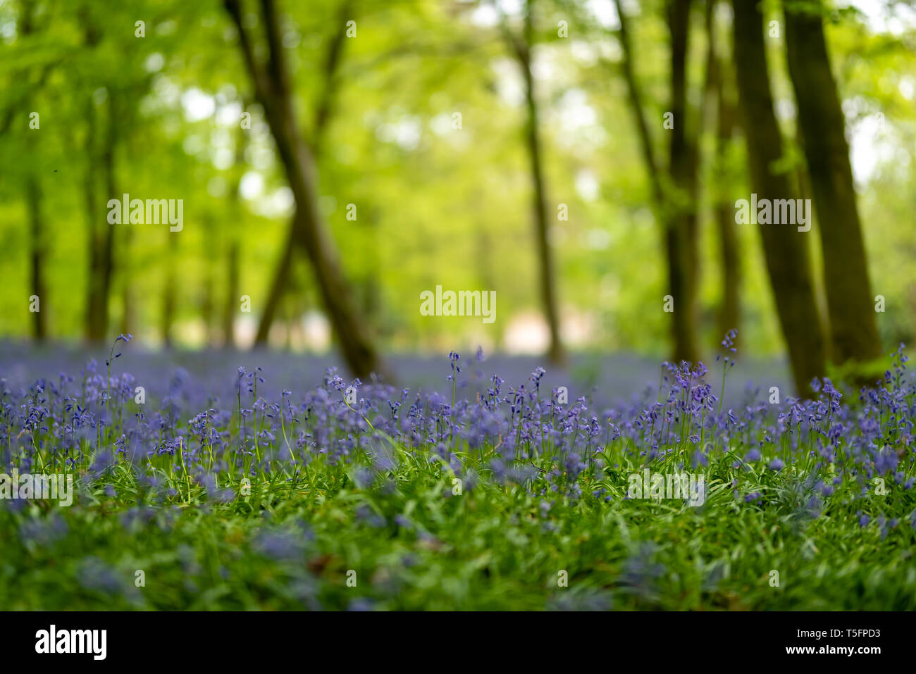 Bluebells in spring time, Chalet Wood, London, UK Stock Photo - Alamy