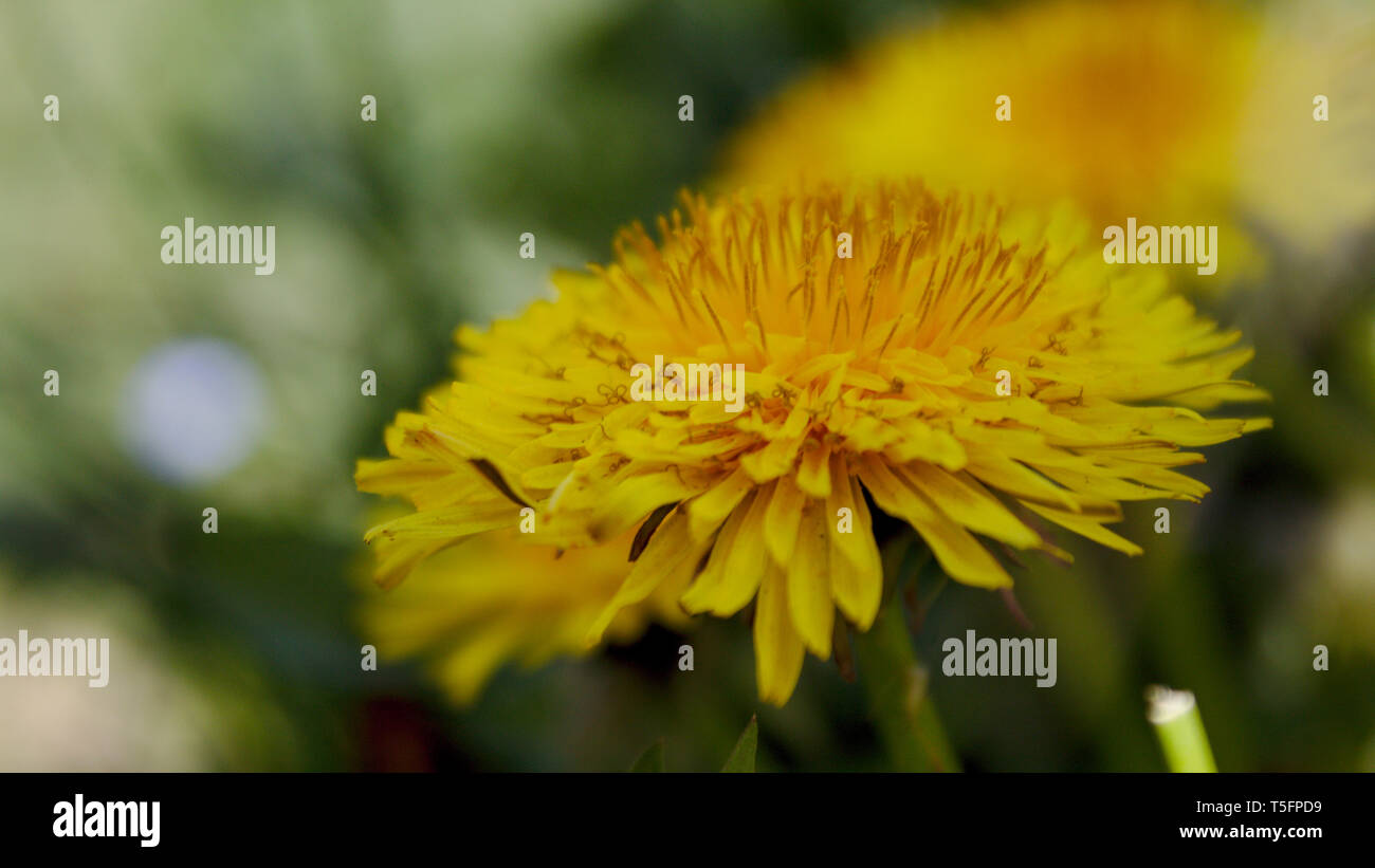Dandelion in the summer Stock Photo - Alamy