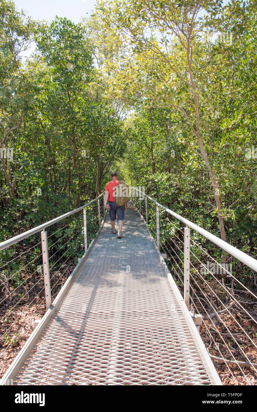 Elevated mangrove forest walkway hi-res stock photography and images ...