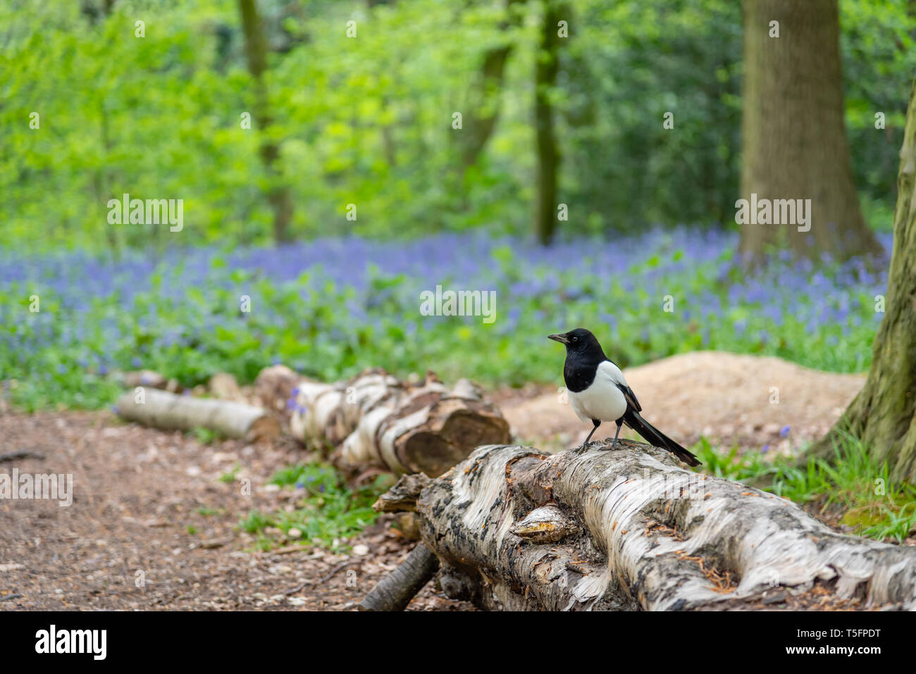 Magpie in spring hi-res stock photography and images - Alamy