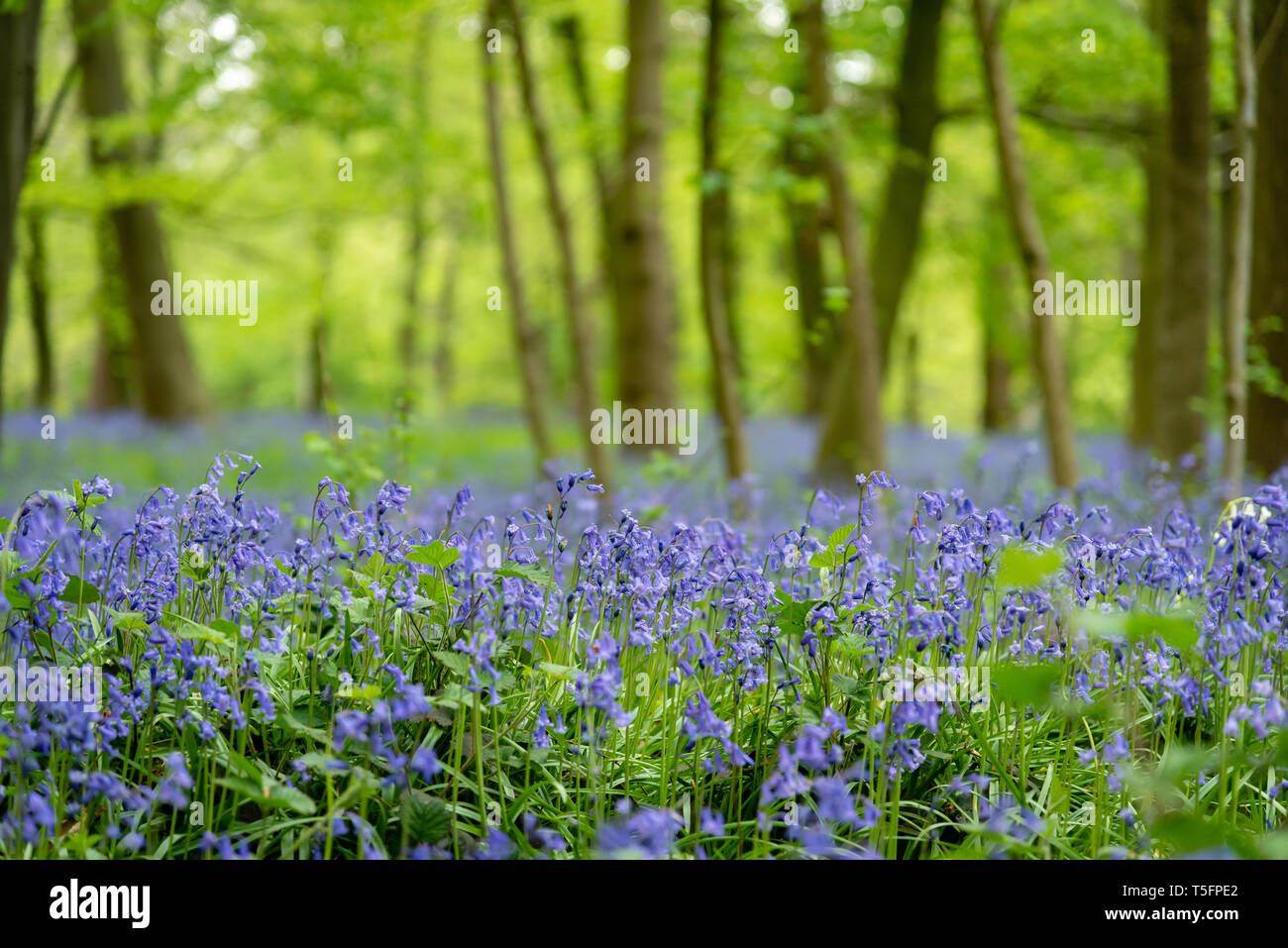 Bluebells in spring time, Chalet Wood, London, UK Stock Photo - Alamy