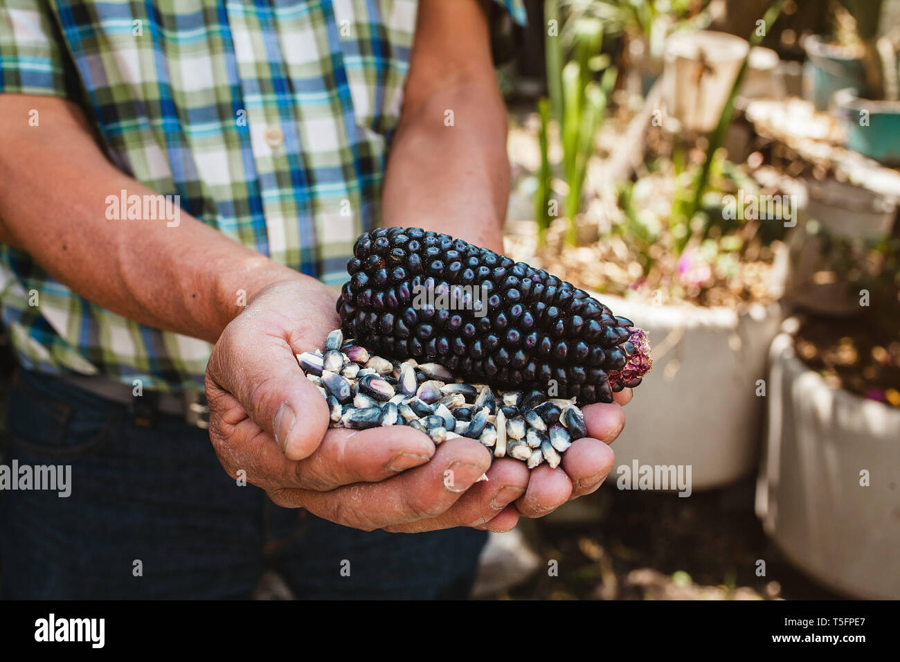 dried blue corn cob, maize of blue color in mexican hands in mexico ...
